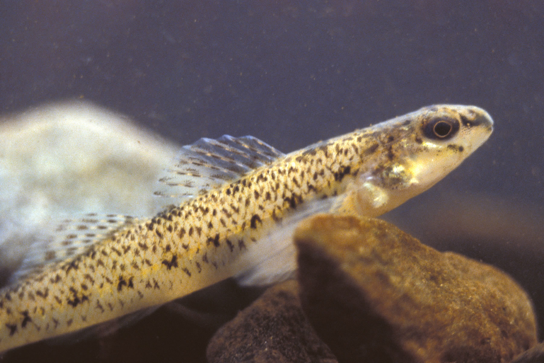 What Lives in Our Waterways - LDP Watersheds